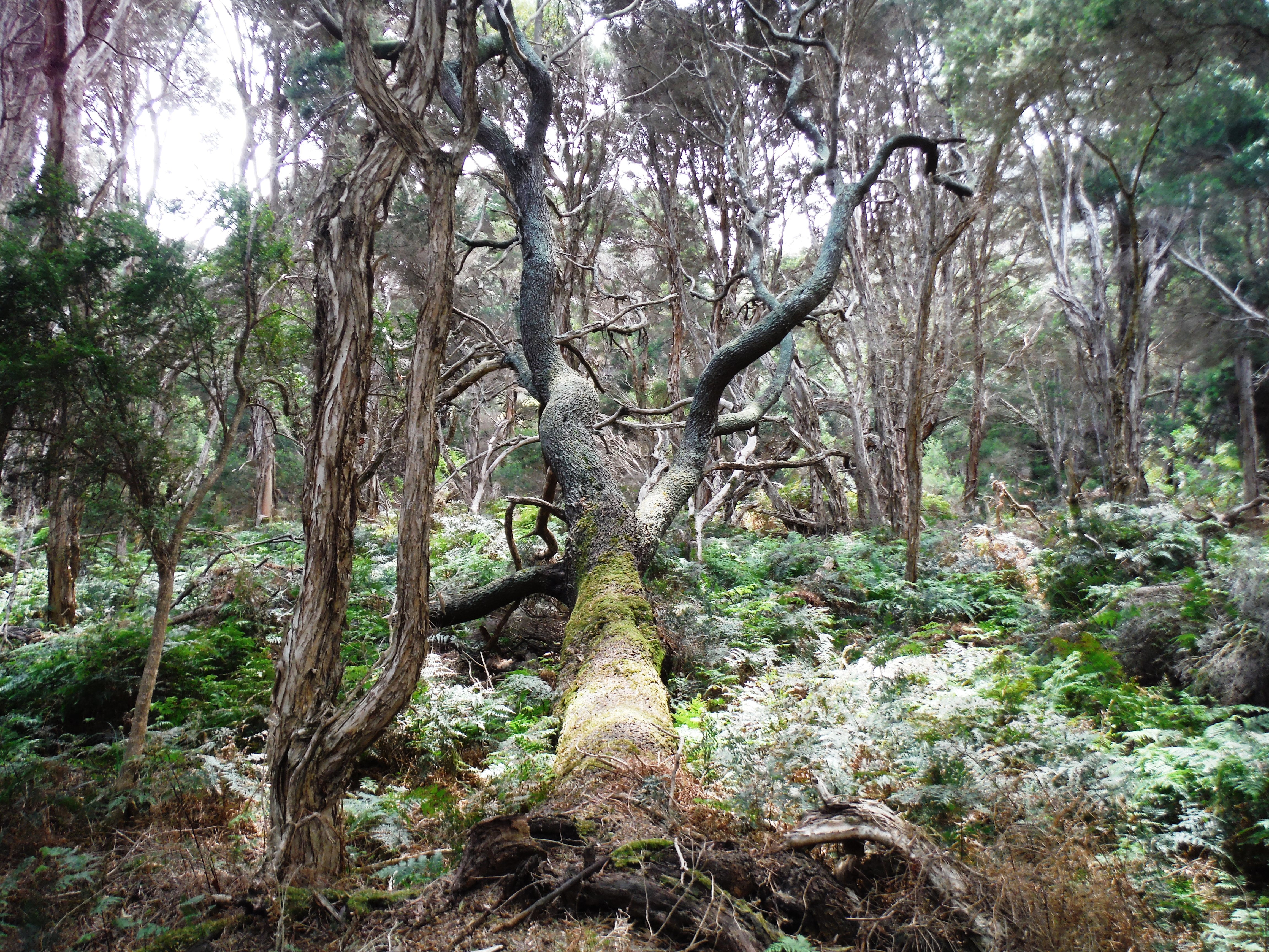 Blackwood Tree - Women's Empowerment Workshop